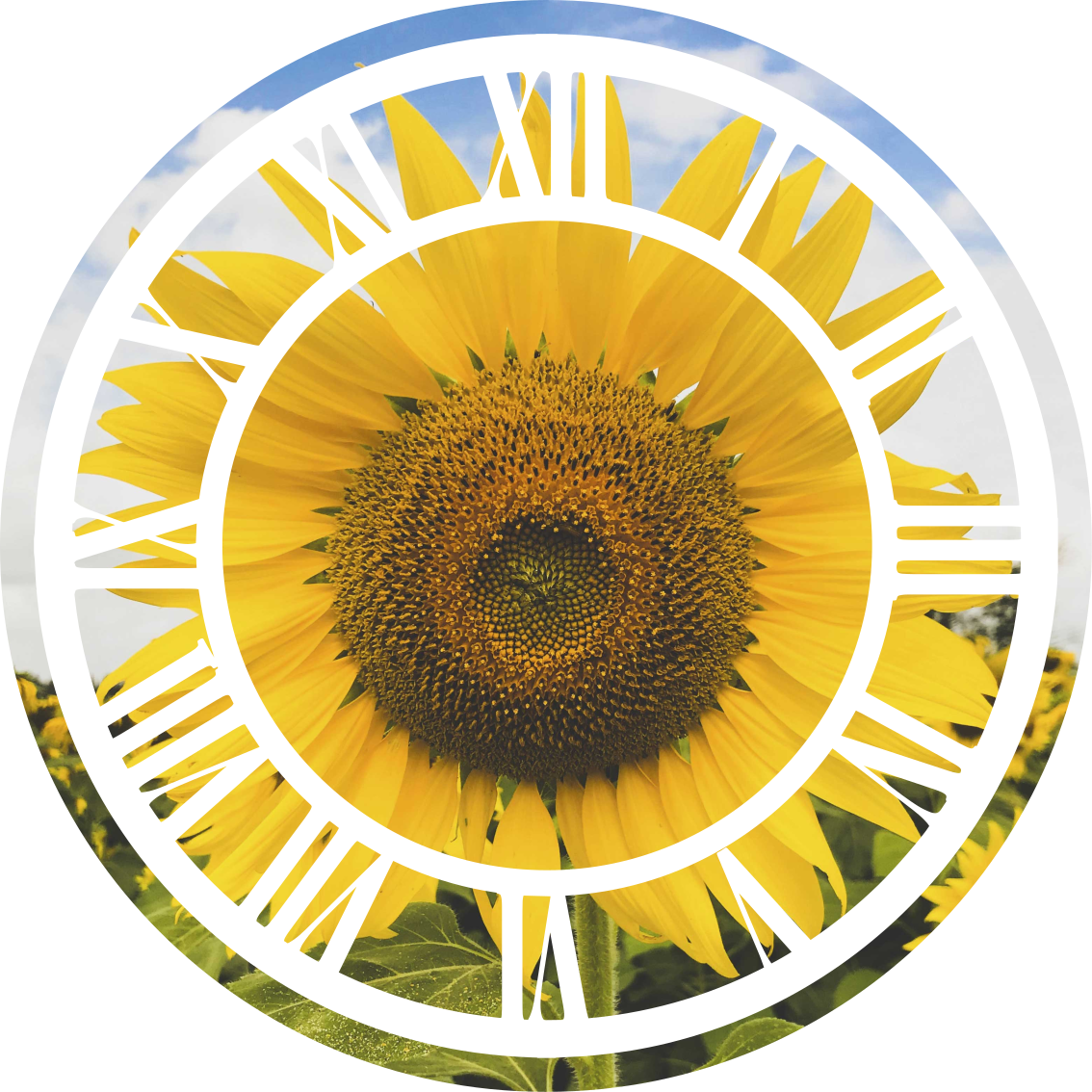 Roman Numbers With Sunflowers Clock Sticker TenStickers Roman Numbers With Sunflowers Clock Sticker TenStickers